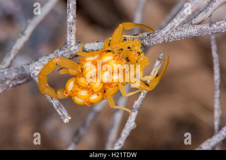 Arizona Bark scorpion Centruroides exilicauda Sonoran desert Arizona ...
