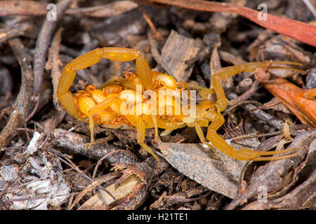 Bark Scorpion Centruroides exilicauda Florence, Arizona, United States ...