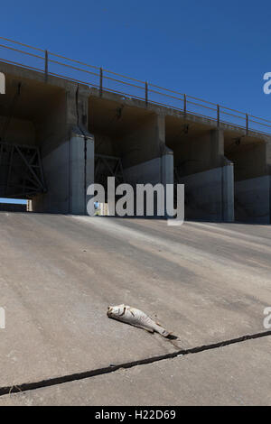Menindee Australia, european carp an introduced invasive pest in the ...