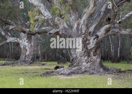 Ancient River Red Gum tree,Guildford, Victoria Stock Photo - Alamy