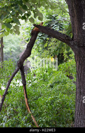 Tree removal after hurricane damage to palm tree in Florida home ...