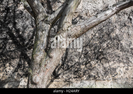 An old tree trunk merging into the background of an old stone wall ...
