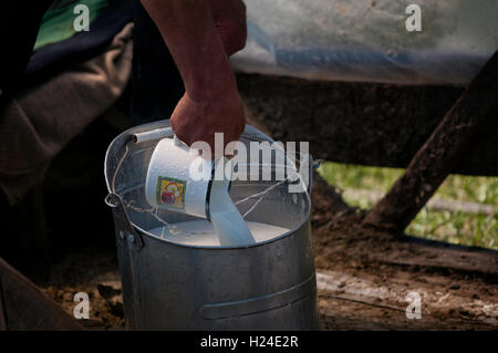 Pouring fresh goat's milk into pail Stock Photo - Alamy