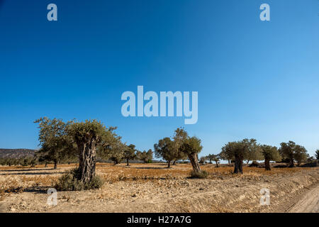 Ancient olive trees in the Karpasia region of northern Cyprus Stock ...