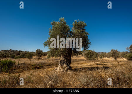 Ancient olive tree in the Karpasia region of northern Cyprus Stock ...