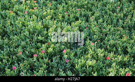 colorful plants in african desert of cape verden Stock Photo - Alamy