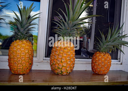 Fresh ripe pineapples in a row isolated on yellow background. Exotic ...
