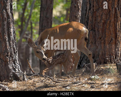 Newborn mule deer fawn (Odocoileus hemionus), Okanagan Valley, southern ...