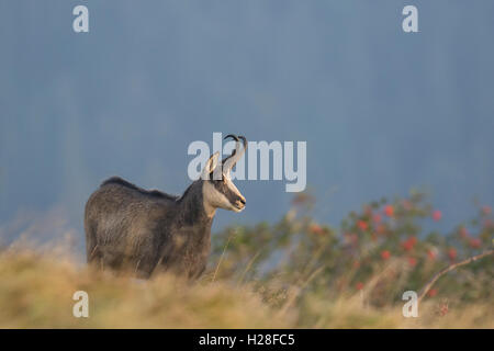 Alpine chamoise rupicapra rupicapra Stock Photo - Alamy