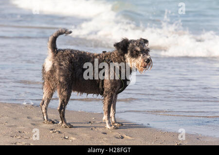 scruffy dog on a beach Stock Photo - Alamy