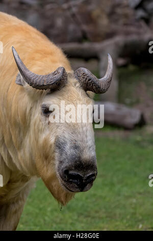 takin (Budorcas taxicolor taxicolor), portrait Stock Photo - Alamy