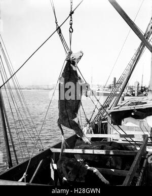Ship transporting livestock, cattle Stock Photo - Alamy