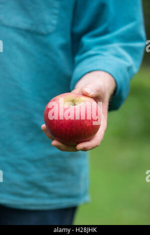Close up of Charles Ross apples apple ripe fruit fruits growing on a ...