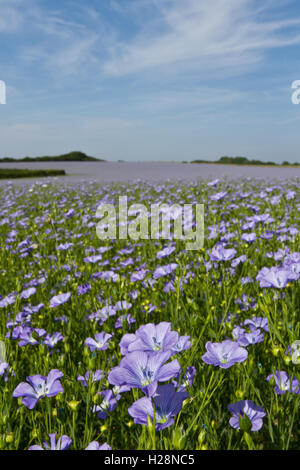 Beautiful blue linseed field of flowers and trees growing in the farmer ...