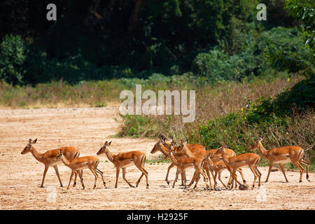 Impala (Aepyceros melampus), herd crossing dry riverbed, Lake Manyara ...