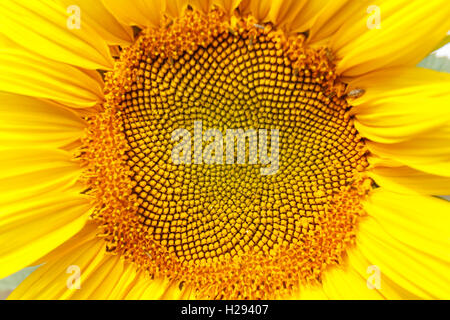 Sunflower head close up, middle part of flower Stock Photo - Alamy