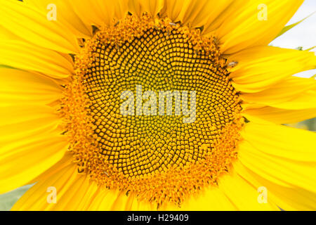 Sunflower head close up, middle part of flower Stock Photo - Alamy