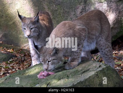 Two lynxes inside the lynx enclosure at Rabenklippe near Bad Harzburg ...