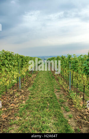 Rows of vine on a Mediterranean farm Stock Photo - Alamy
