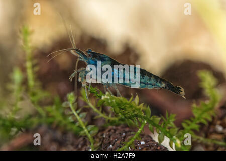 Blue freshwater shrimp closeup shot in aquarium (genus Neocaridina ...