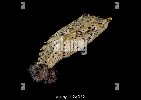 Colored butterfly pupa isolated on a black background Stock Photo - Alamy