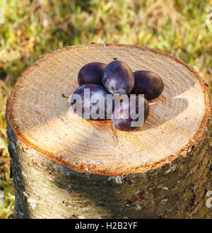 Fresh plums lying on wooden stump in garden on sunny day, healthy ...