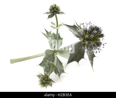 Sea holly thistle isolated on white background Stock Photo - Alamy