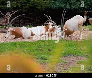 Scimitar-horned Oryx - Oryx dammah, beautiful long horned antelope form ...