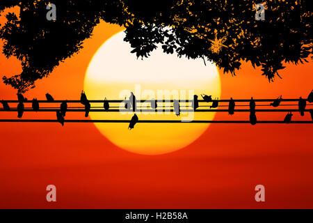 flying, dove, peace, sun, sunset, birds, background, nature, bird ...