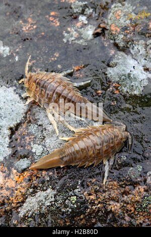 Benthic isopod crustacean, Saduria entomon Stock Photo - Alamy