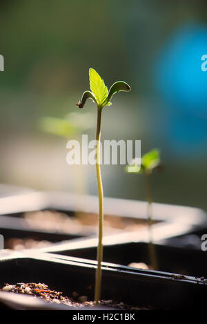Young leaf of marijuana plant detail at sunset. Selective focus. Low ...