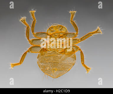Bee louse fly, Braula coeca, photomicrograph Stock Photo - Alamy