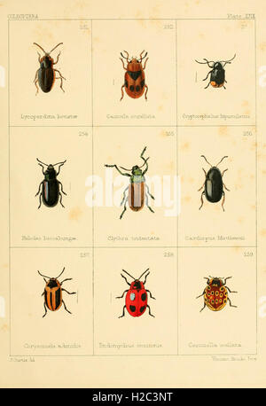 This plate from the British Beetles series illustrates various species ...