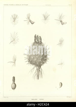 'The Cactaceae' showcases detailed illustrations of cactus species ...