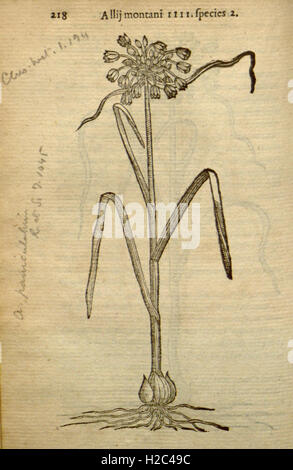 This botanical work by Carolus Clusius explores rare plant species ...