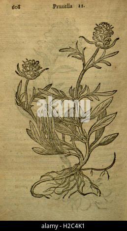 This work by Carolus Clusius documents rare plant species observed in ...