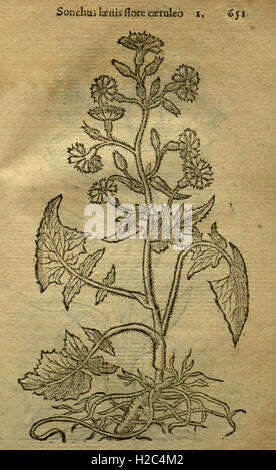 A botanical work by Carolus Clusius detailing rare plant species ...