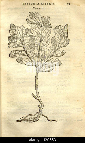 This historical work by Carolus Clusius documents rare plant species ...