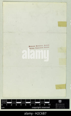 A letter exchange between Michael Bebb and George Engelmann discussing ...