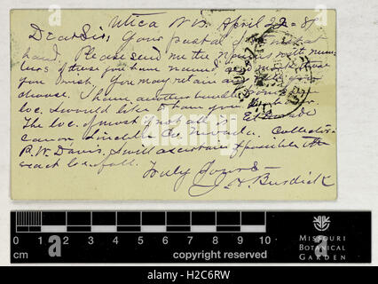 A letter exchange between Justin Burdick and George Engelmann, dated ...
