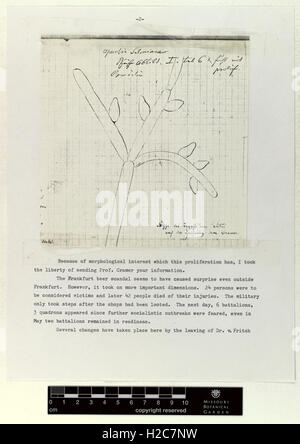 The correspondence between Hermann Geyler and George Engelmann, dated ...