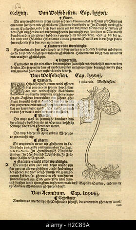 A manuscript detailing botanical studies, including plant ...