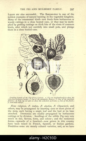 An overview of cultivated plants, focusing on the types, cultivation ...