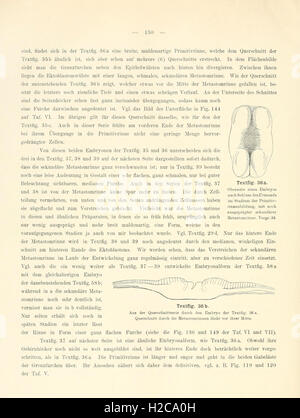 The development history of the common European viper (Pelias berus Merr ...