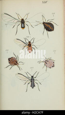 An in-depth study of aphids, their biology, classification, and role in ...