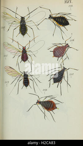 This study focuses on aphids (plant lice), examining their biology ...