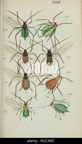 This study focuses on aphids (plant lice), examining their biology ...