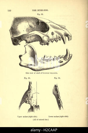 This page discusses various canid species, including dogs, jackals ...