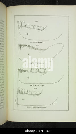 This plate illustrates key stages of evolution, showing the transition ...