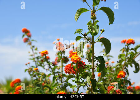 Colorful fly sucking pollen from a white wild flower from a northern ...
